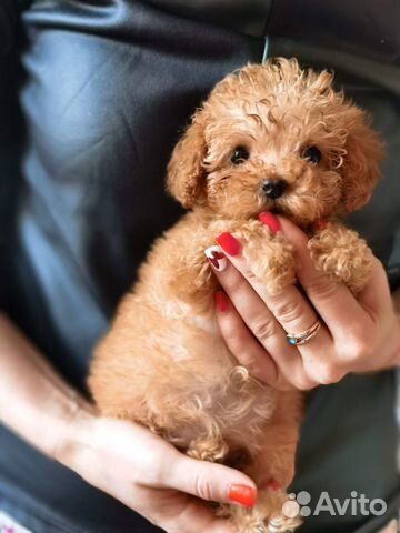 Кукла мальтипу