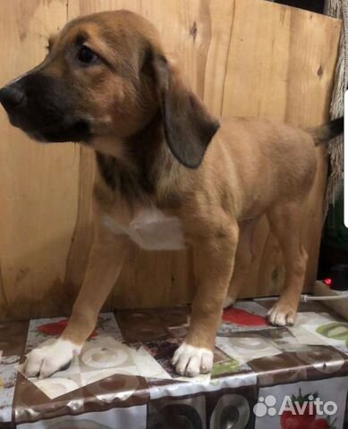 Щенки мальчики метисы в надежные руки