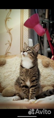 В добрые руки