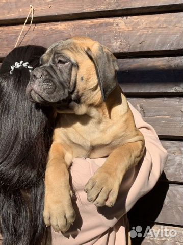 Кобель бульмастифа