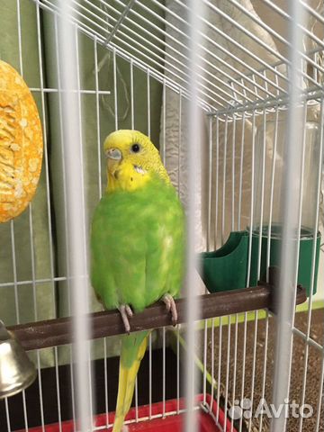 Волнистый попугай с клеткой