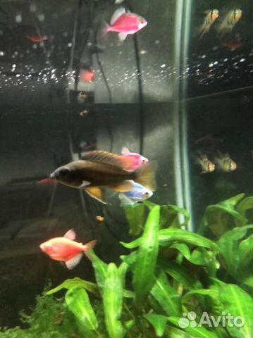 Малавийские цихлиды 2шт. Бесплатно