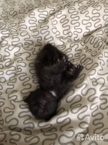 Котенок Кузя