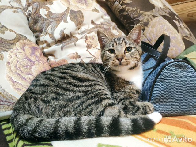 Котенок девочка 5 месяцев