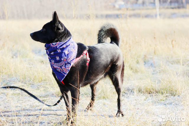 Собака в добрые руки