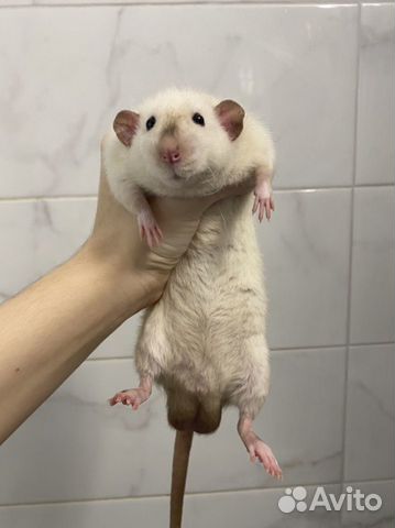 Крыса дамбо рекс мальчик
