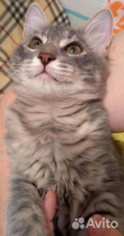 Кошки в добрые руки бесплатно