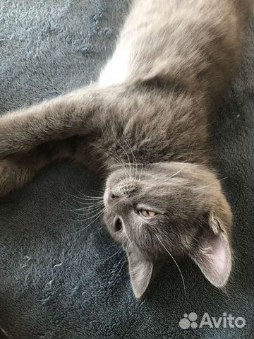 Котёнок исключительный