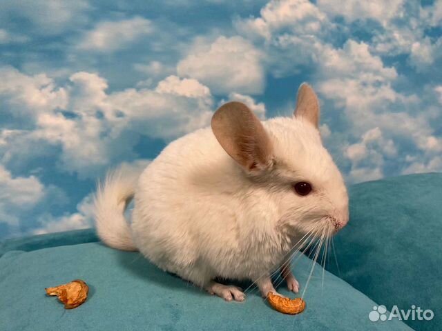 Шиншилла самочка и самец