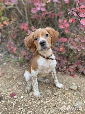 Щенок бретонский эпаньоль