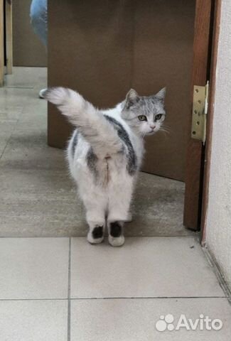 Белая британская кошка в хорошие руки