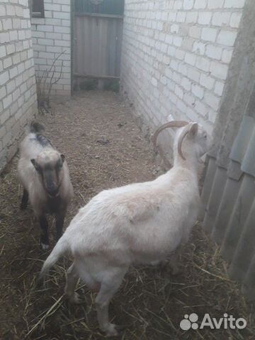 Коза котная с козленком