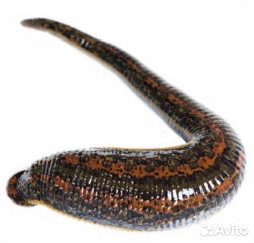 Пиявки медицинские большие