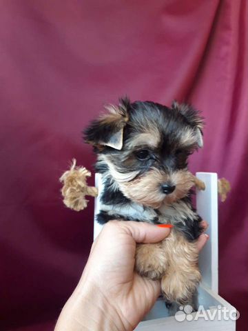 Йоркширский терьер девуличка