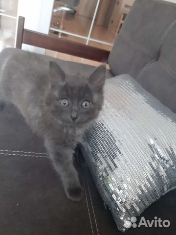 Котёнок