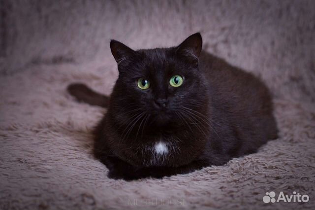 Ласковая красавица Кася очень ждет маму