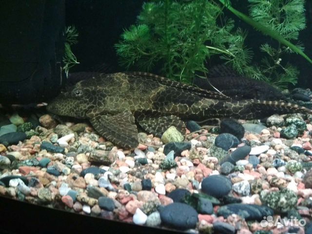 Парчовый сом