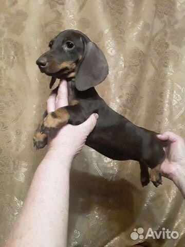 Такса г/ш кроличья/мини