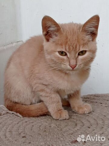 Кошка