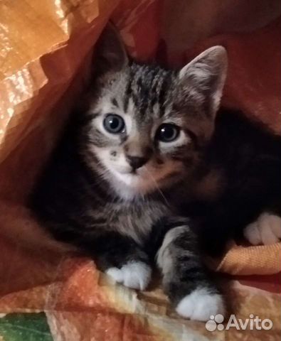 Котенок мальчик