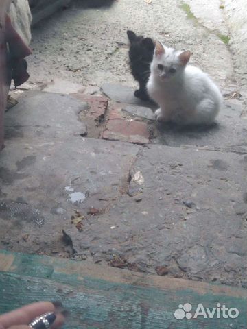 Котята в добрые руки бесплатно