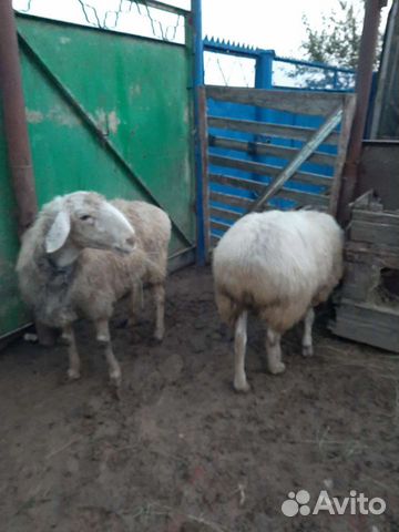 Курдючные бараны овцы