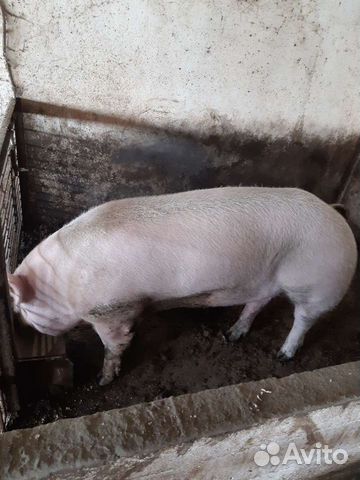 Продам хряка