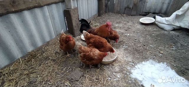 Куры несушки