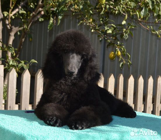 Щенки большого пуделя