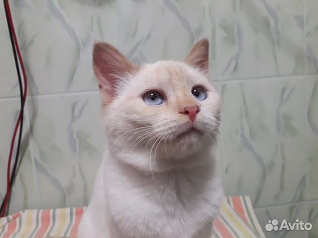 Котенок девочка Кэтси 5 мес