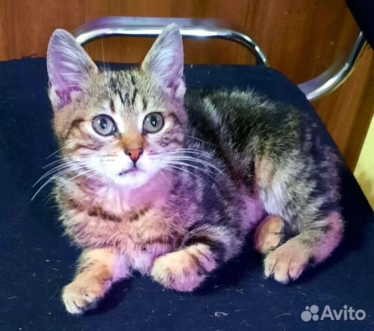 Котёнок без хвоста