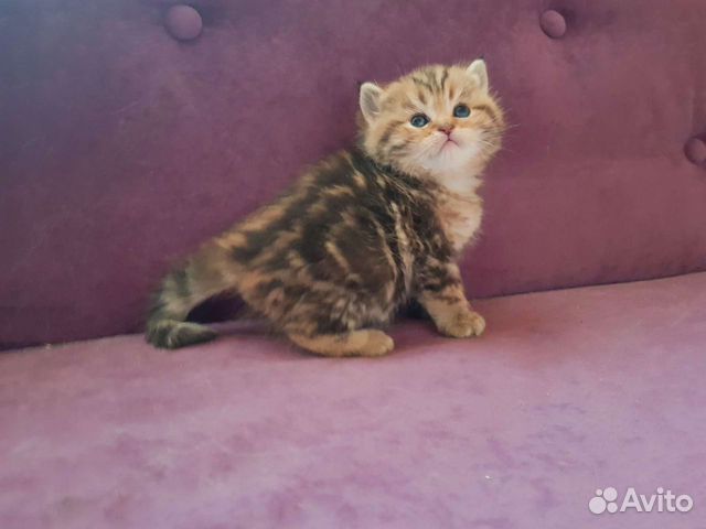 Шотландские котята под резерв