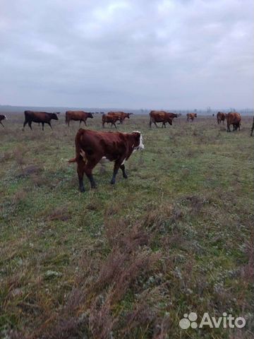 Телята подсобные 8мес