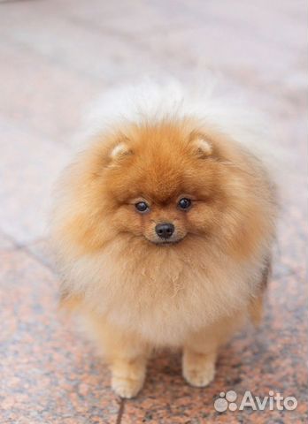 Померанский шпиц мини (22 см) вязка кобель