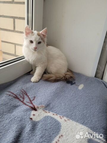 Пушистый ласковый котенок с сердечком на спине