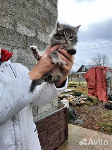 Котенок малыш хочет домой