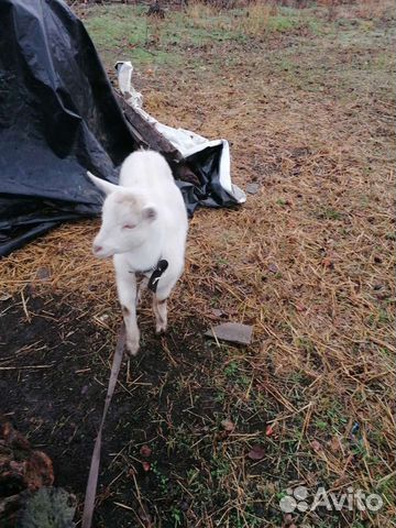 Продам козочку