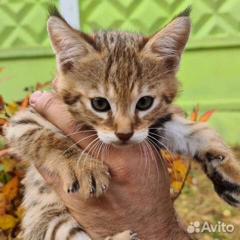 Кошка чаузи ф1