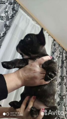 Французский бульдог щенки