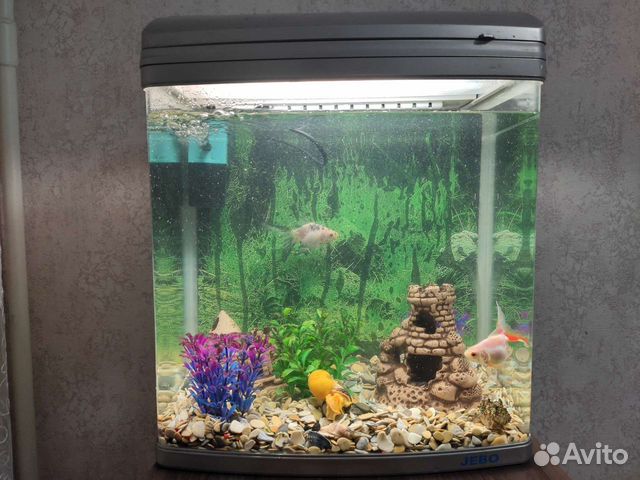 Аквариум с рыбками