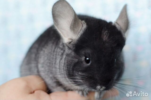 Самка шиншилла окрас Чёрный бархат