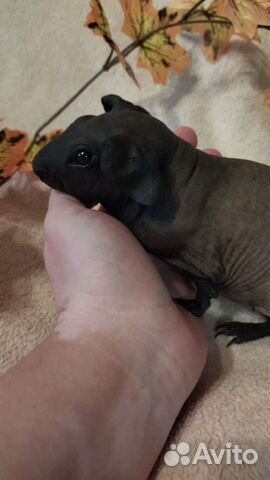 Мальчик-красавчик породы " Болдуин"