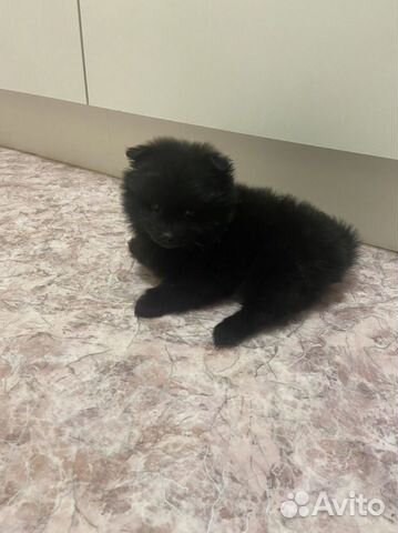 Девочка немецкого шпица