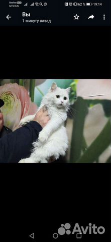 Кошечка 1 год, очень ласковая, к лотку приученая