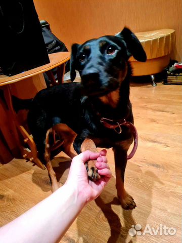 Найдена собака Соня