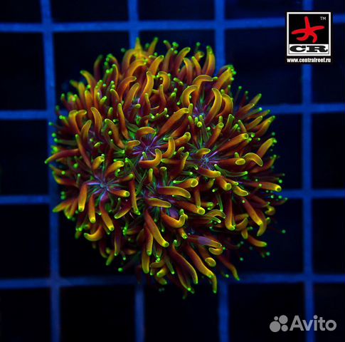 Galaxea coral Галаксея коралл лпс