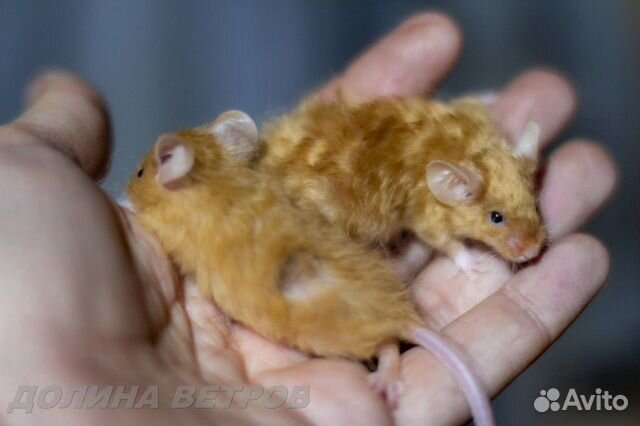 Мышки абиссинские тексели