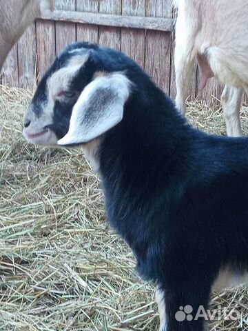 Козочка от Нубийского козла 100 с док. адга