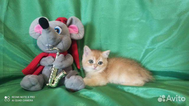 Котик ny 12 в разведение