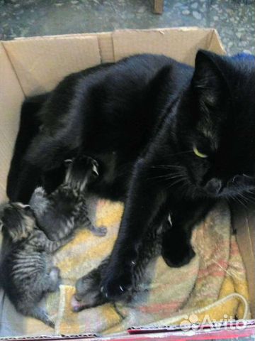 Котята сегодня до 16:00